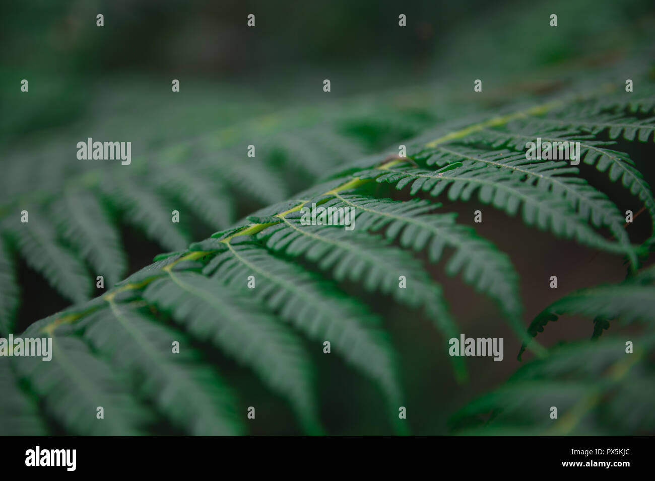 Exotic green leaves of Monkey Tail Fern in Lembang, Indonesia Stock ...