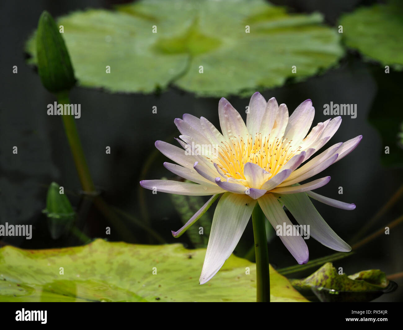 pale lilac petals of oprnamental water lily (Nymphaea species) flower ...