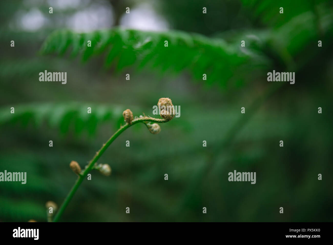 Exotic young Monkey Tail Fern branch in Lembang, Indonesia Stock Photo ...
