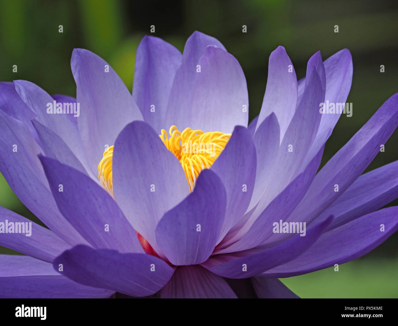luminescent purple petals of flower with contrasting yellow stamens of ...