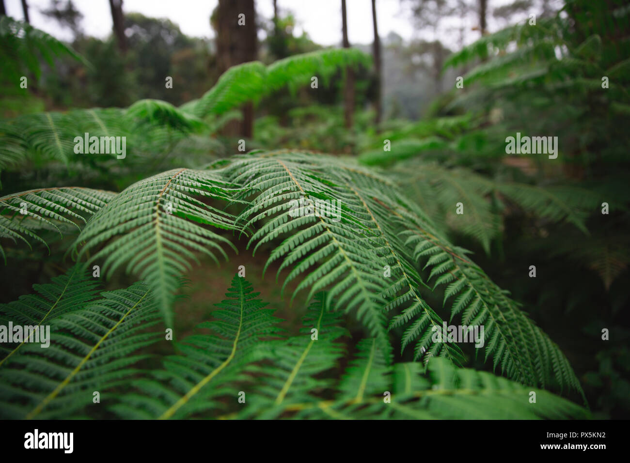 Exotic green leaves of Monkey Tail Fern in Lembang, Indonesia Stock ...
