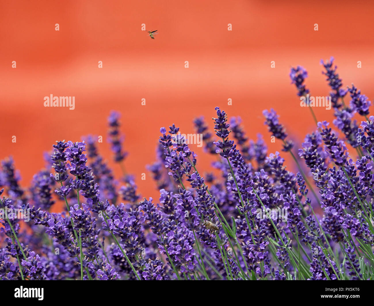 pollinating flying insect visiting flowers of English lavender ...