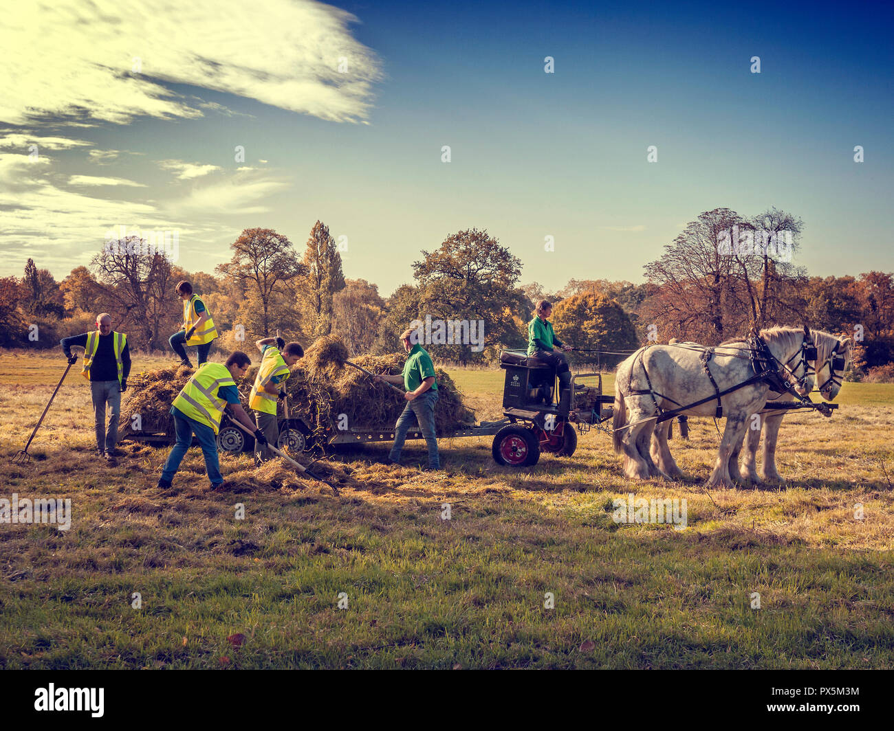 Hay making using horse drawn cart in Hyde Park London UK Stock Photo ...
