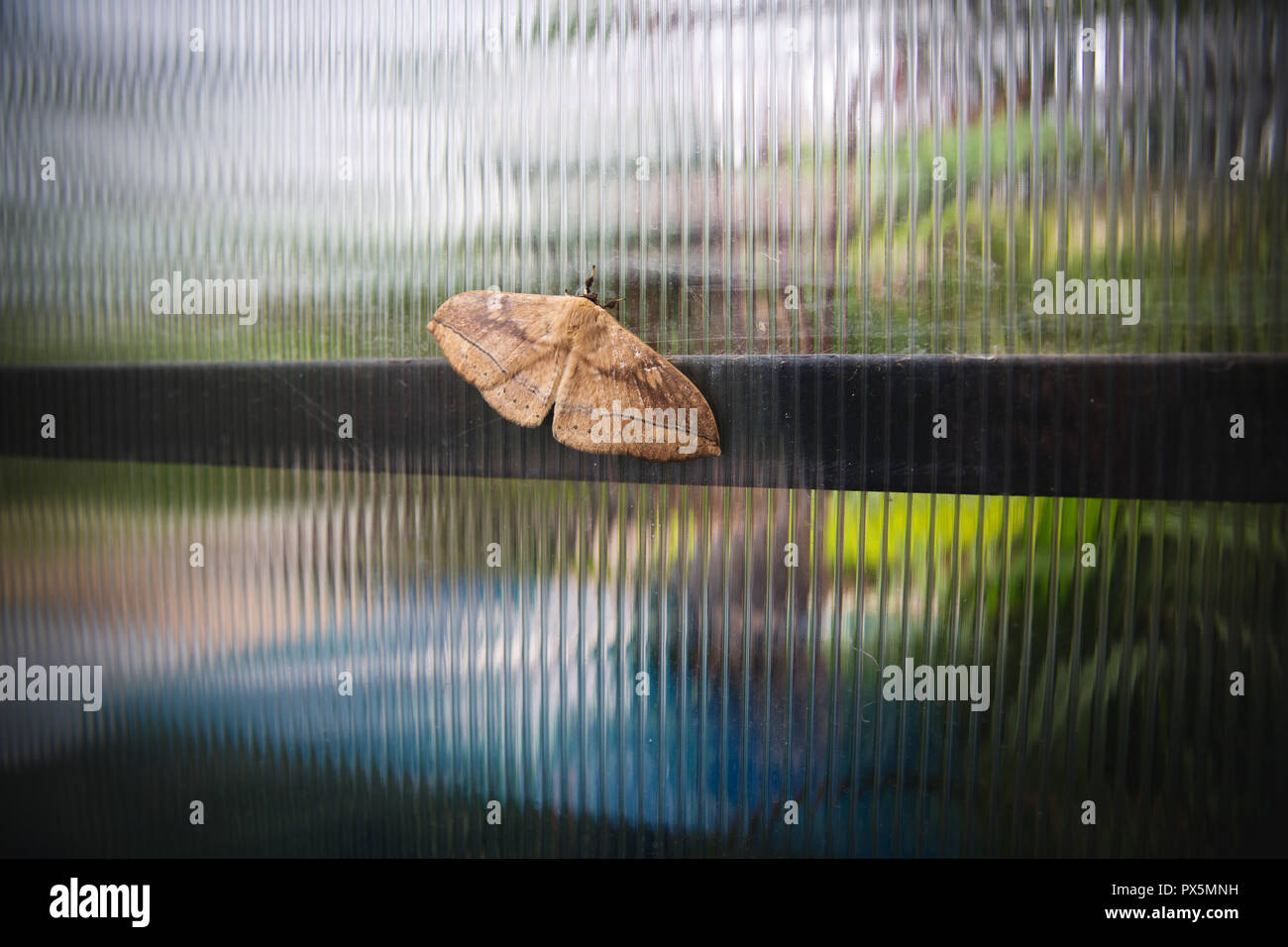 Brown moth on a striped window glass in Lembang, West Java Indonesia ...