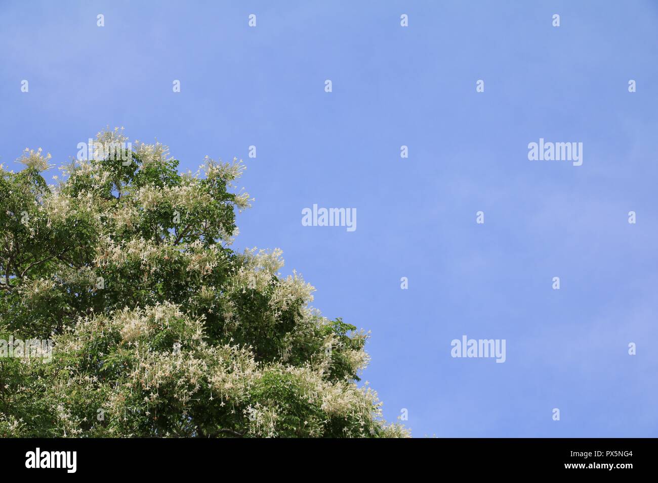 leaf and flower of the tree and sky background Stock Photo - Alamy