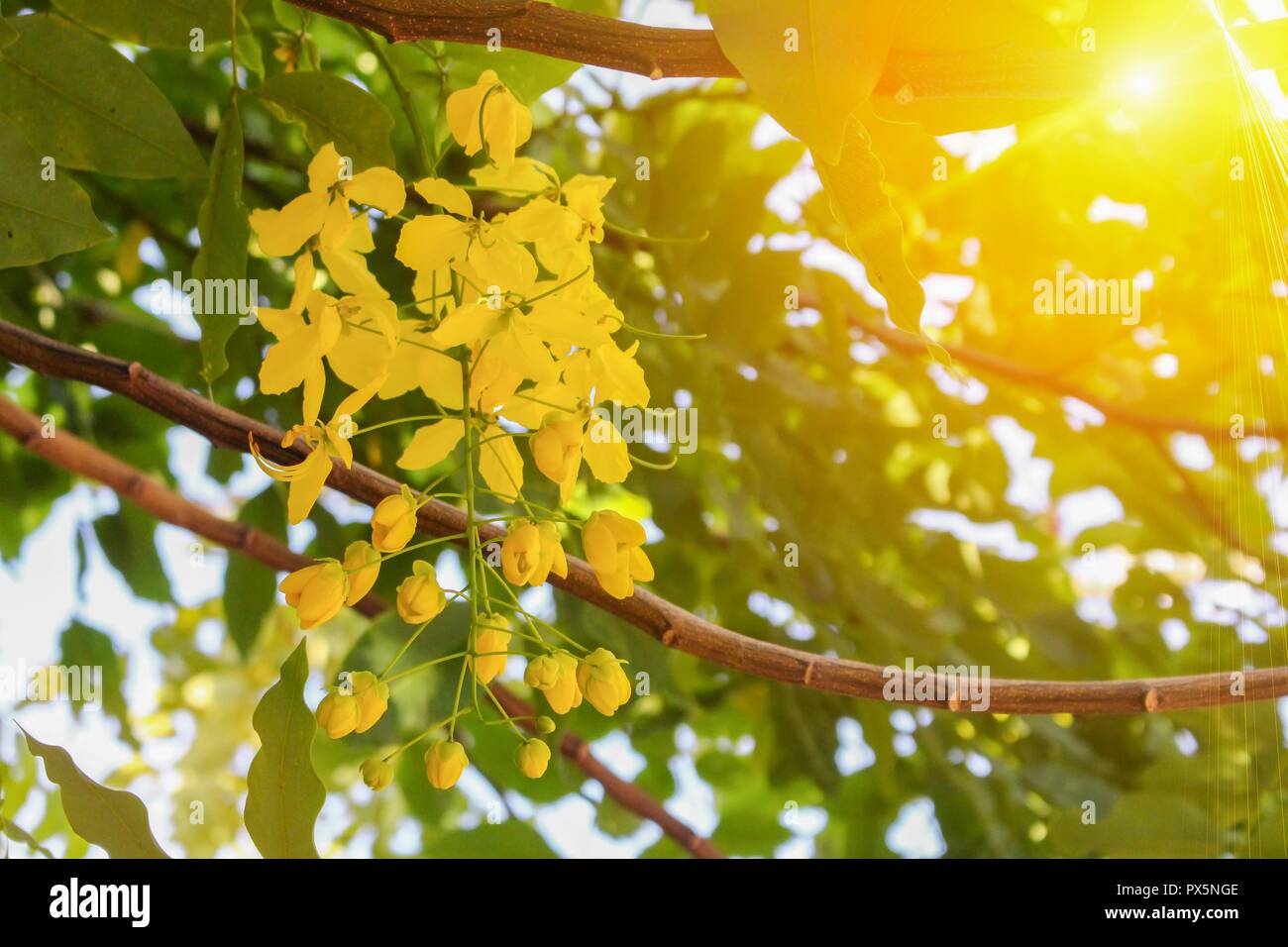 Golden shower pods hi-res stock photography and images - Alamy
