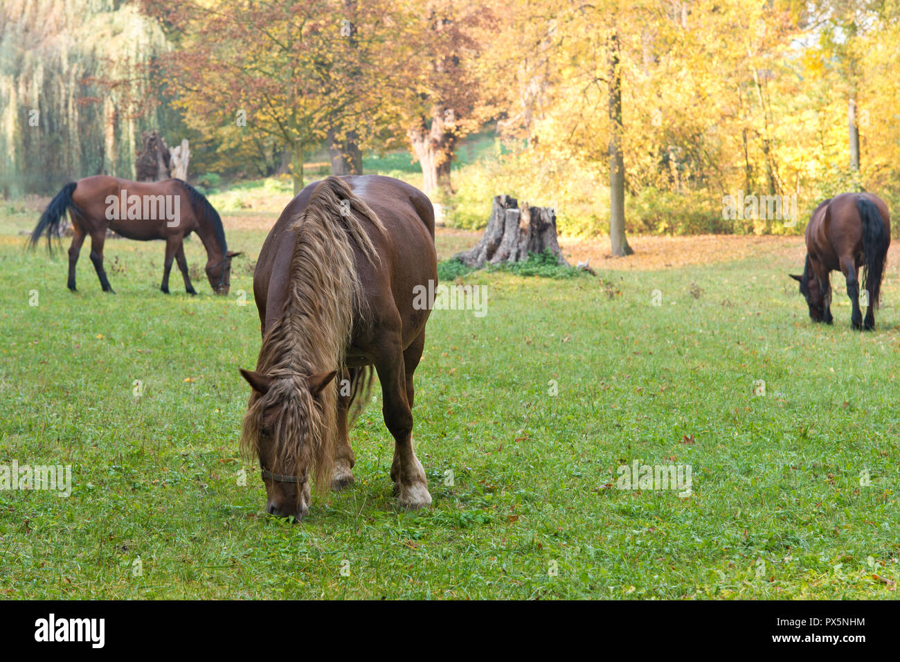 Pasture horses in autumn hi-res stock photography and images - Alamy