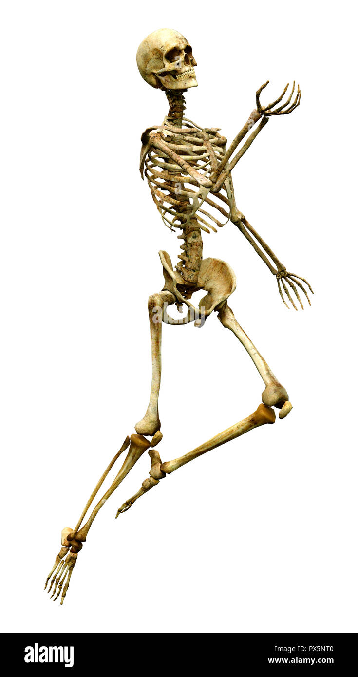 3D rendering of a human skeleton isolated on white background Stock ...