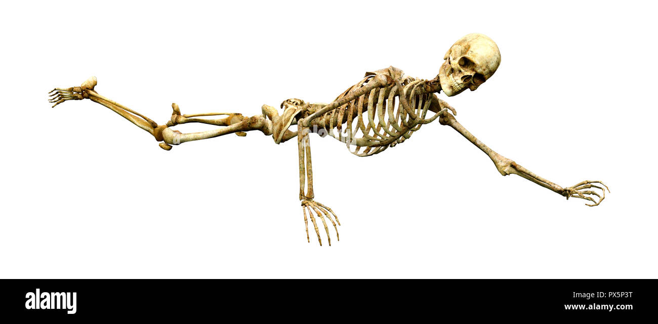 3D rendering of a human skeleton isolated on white background Stock ...