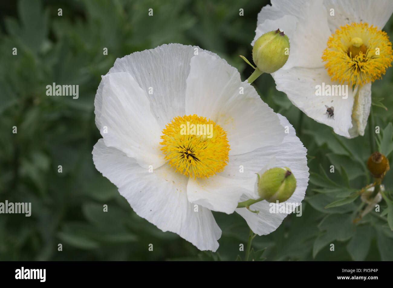 Romneya coulteri, Californian Poppy Stock Photo - Alamy