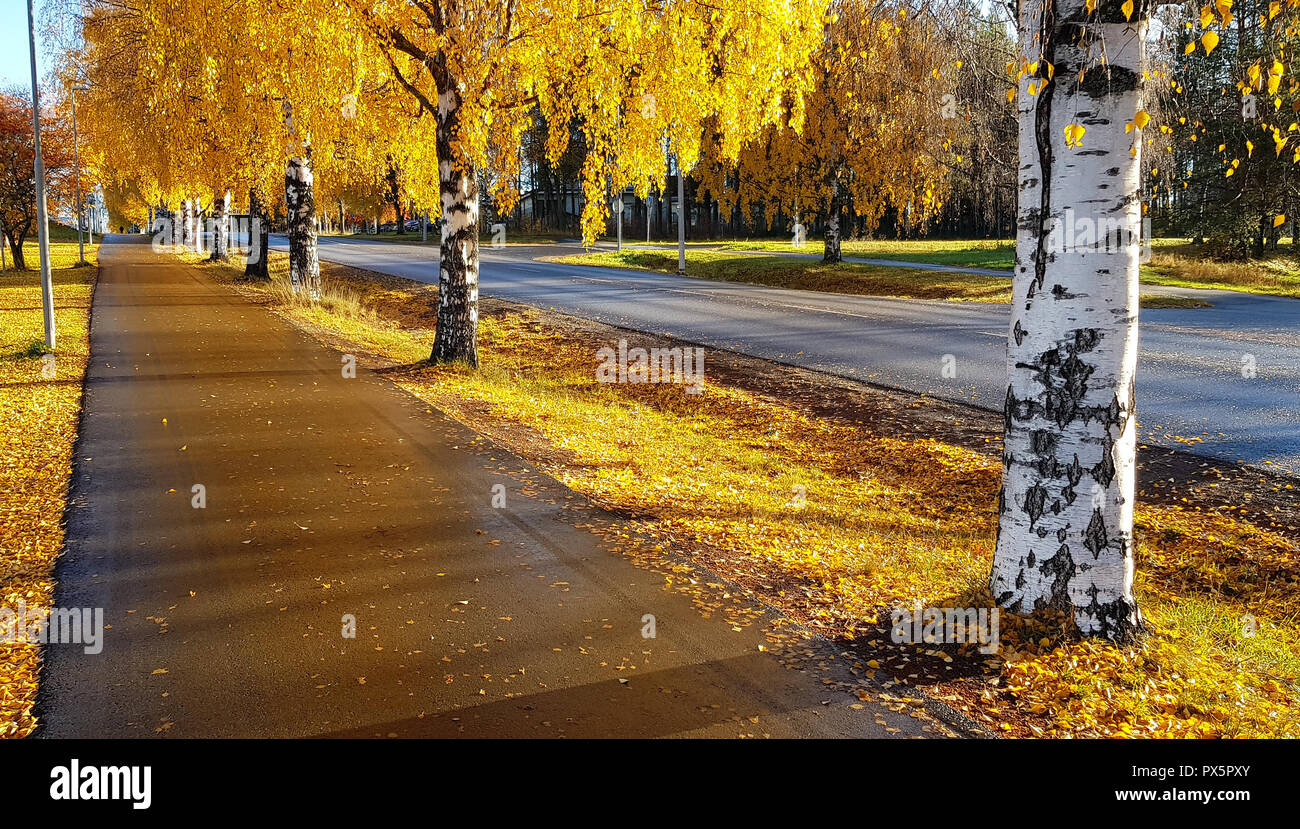 Beautiful, colorful trees beside a pathway and a street. Birches in ...