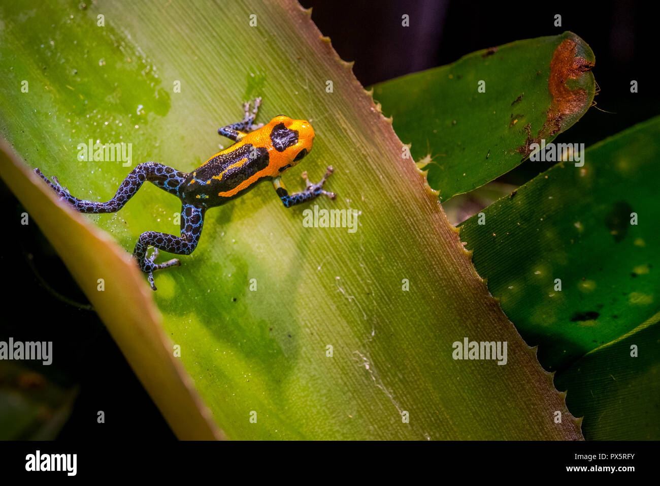 Mimic Poison Frog or poison arrow frog Stock Photo - Alamy