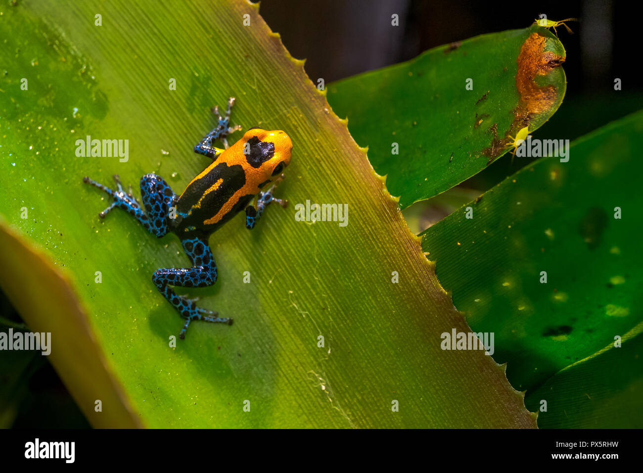 Mimic Poison Frog or poison arrow frog Stock Photo - Alamy