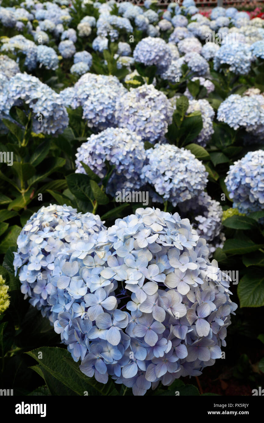 Organic hydroponic vegetable farm. Flowers rows in greenhouse. Dalat ...