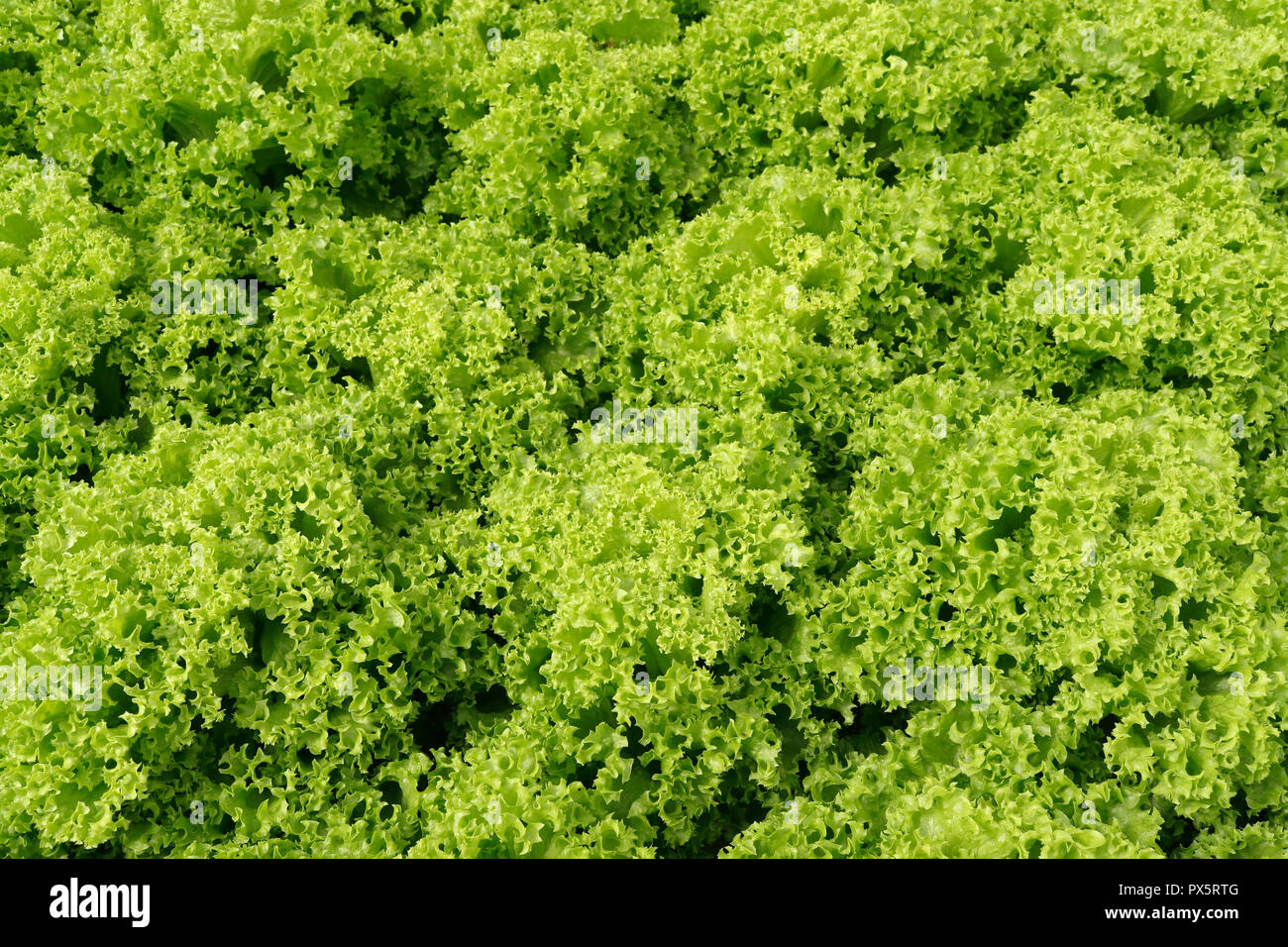Organic hydroponic vegetable farm. Lettuce rows in greenhouse. Dalat ...