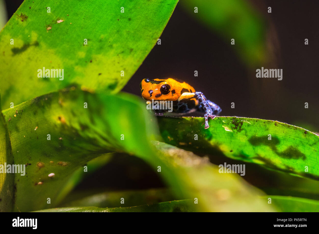 Mimic Poison Frog or poison arrow frog Stock Photo - Alamy