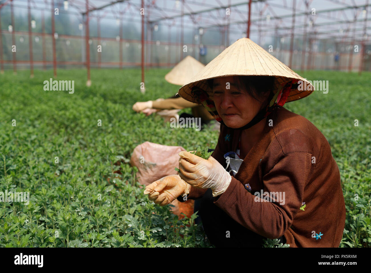 Women working greenhouse hi-res stock photography and images - Alamy