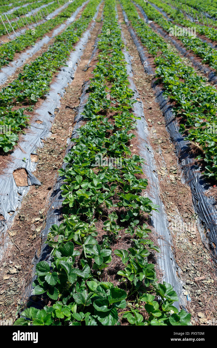 Rows of vegetable hi-res stock photography and images - Alamy