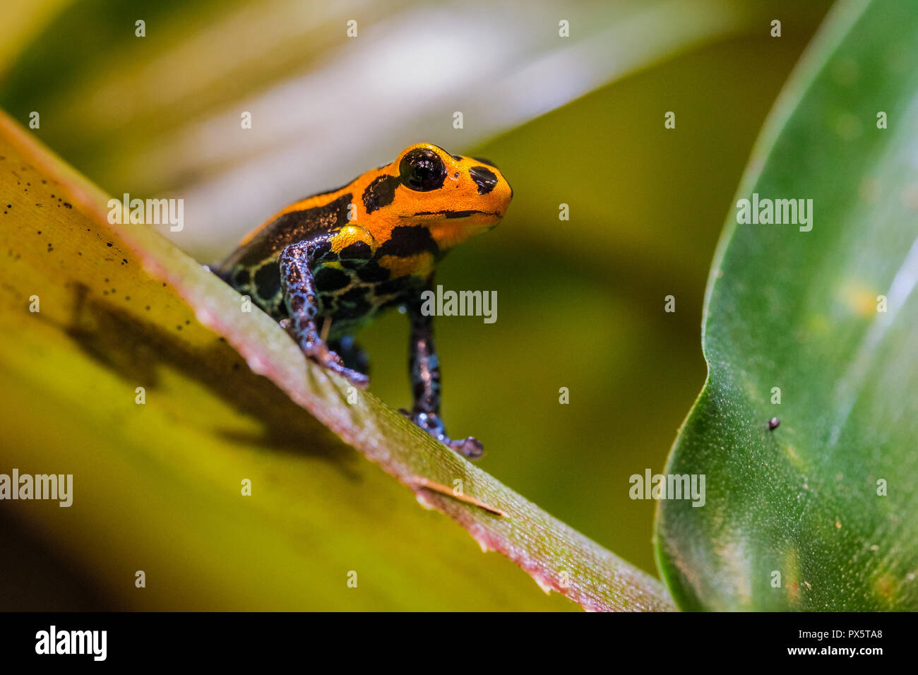 Mimic Poison Frog or poison arrow frog Stock Photo - Alamy