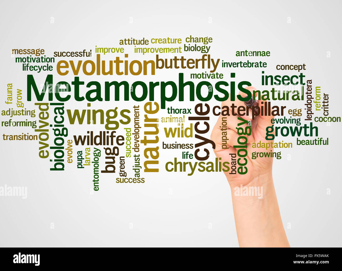 Metamorphosis word cloud and hand with marker concept on white ...