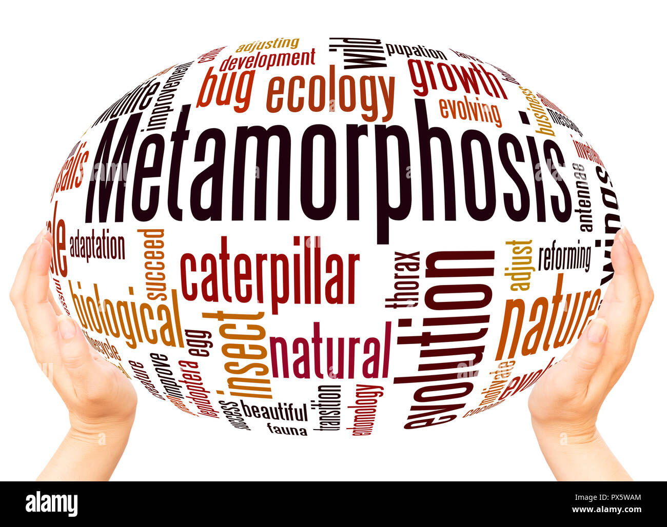 Metamorphosis Word Cloud Hand Sphere Concept On White Background Stock