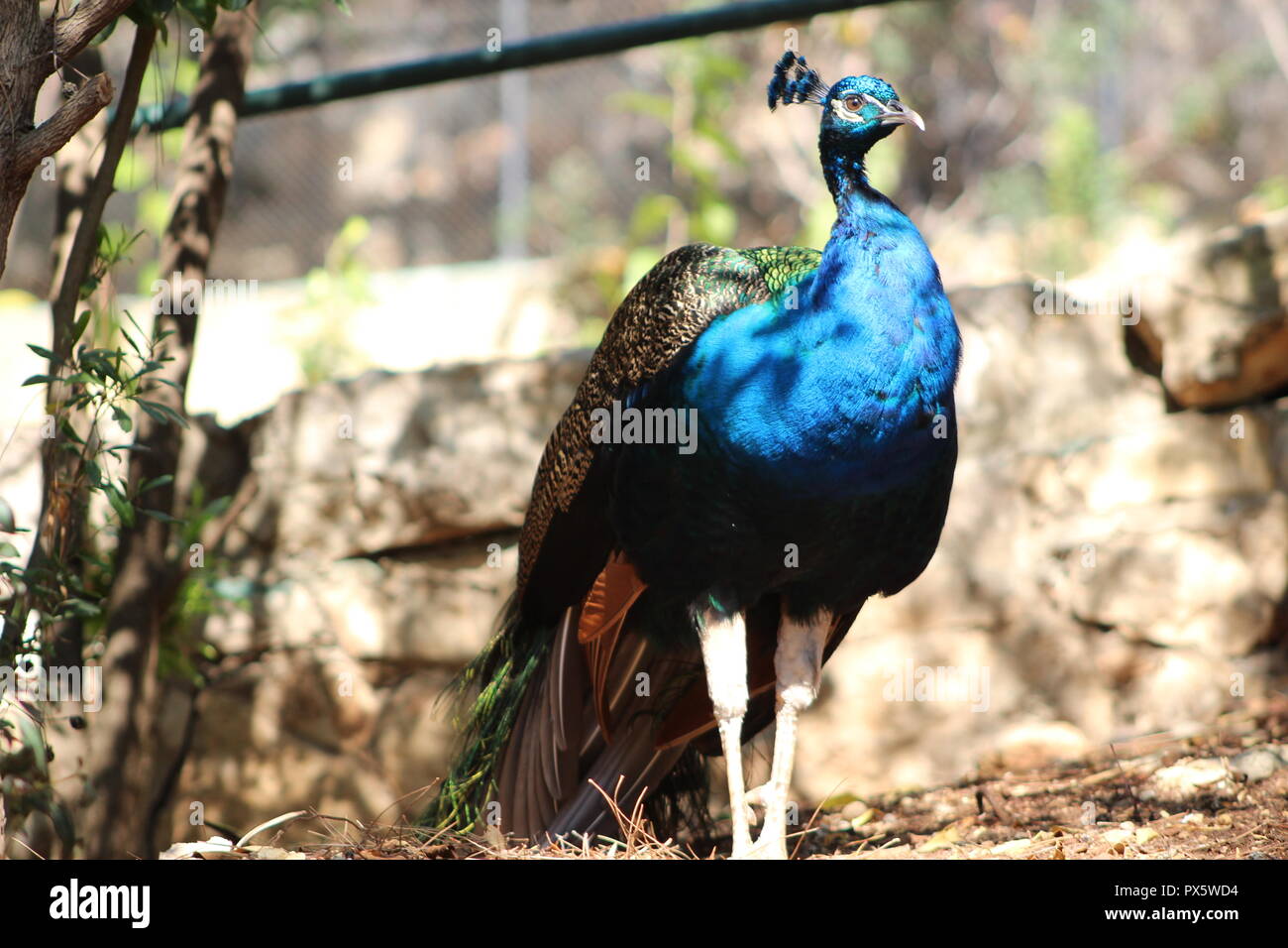 Happy peacock hi-res stock photography and images - Alamy