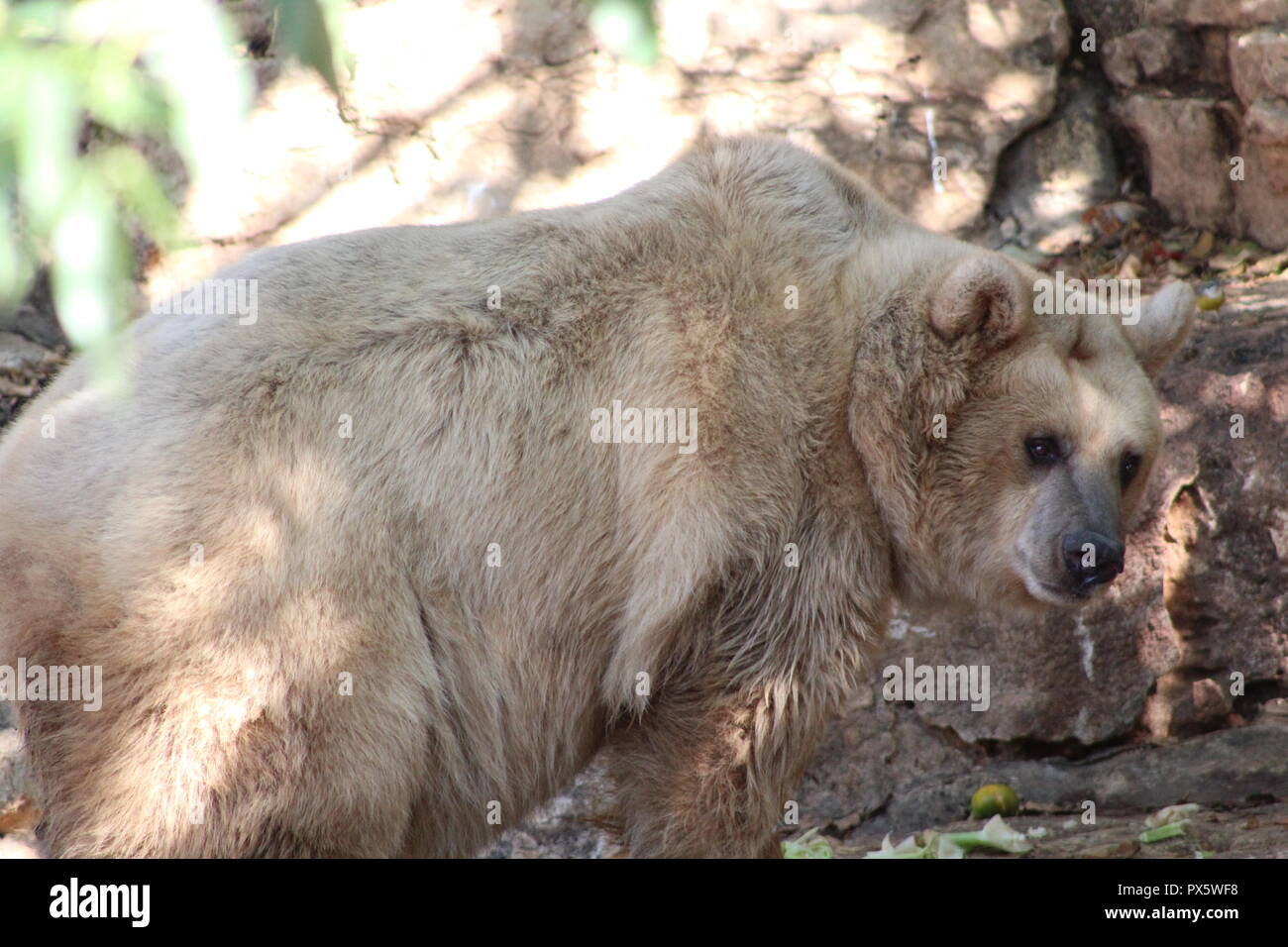 Bear wallpaper hi-res stock photography and images - Alamy