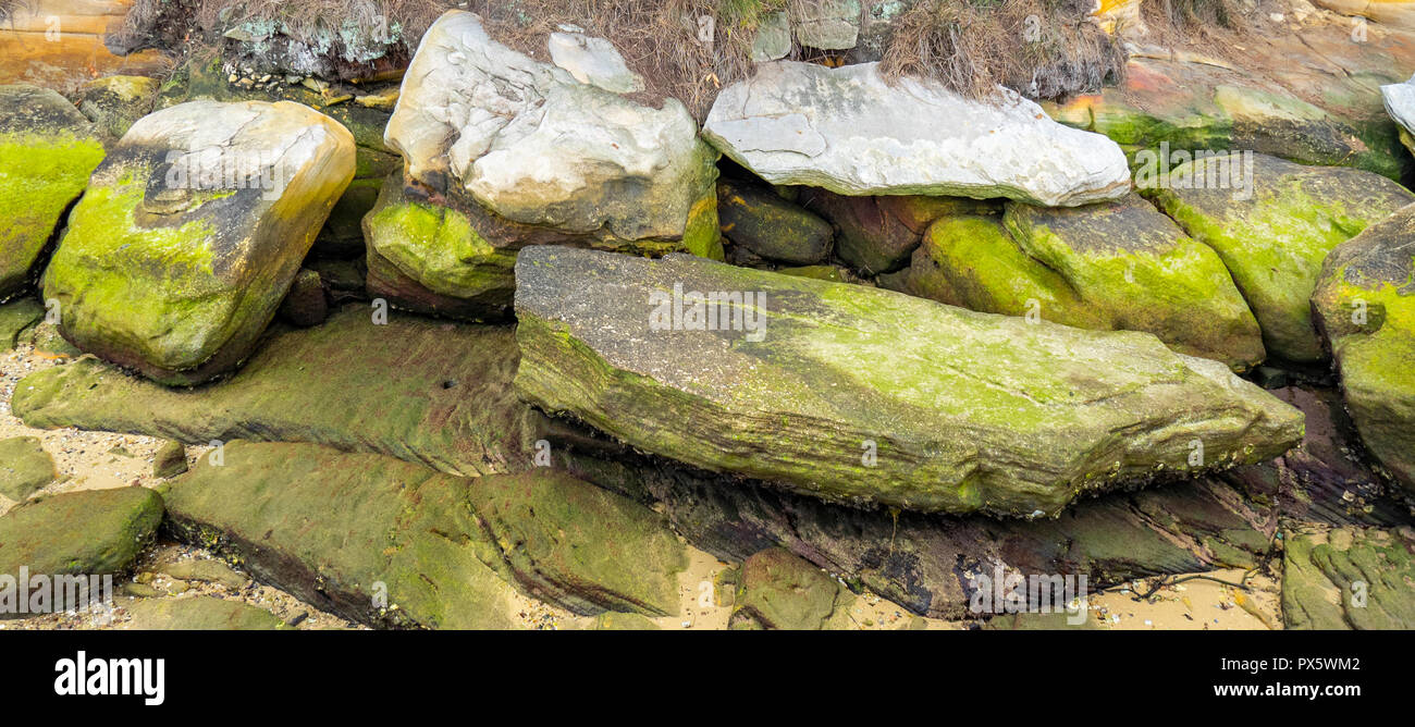 Rocks covered in algae hi-res stock photography and images - Alamy