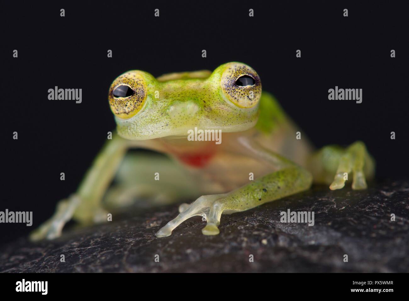 Yaku hi-res stock photography and images - Alamy