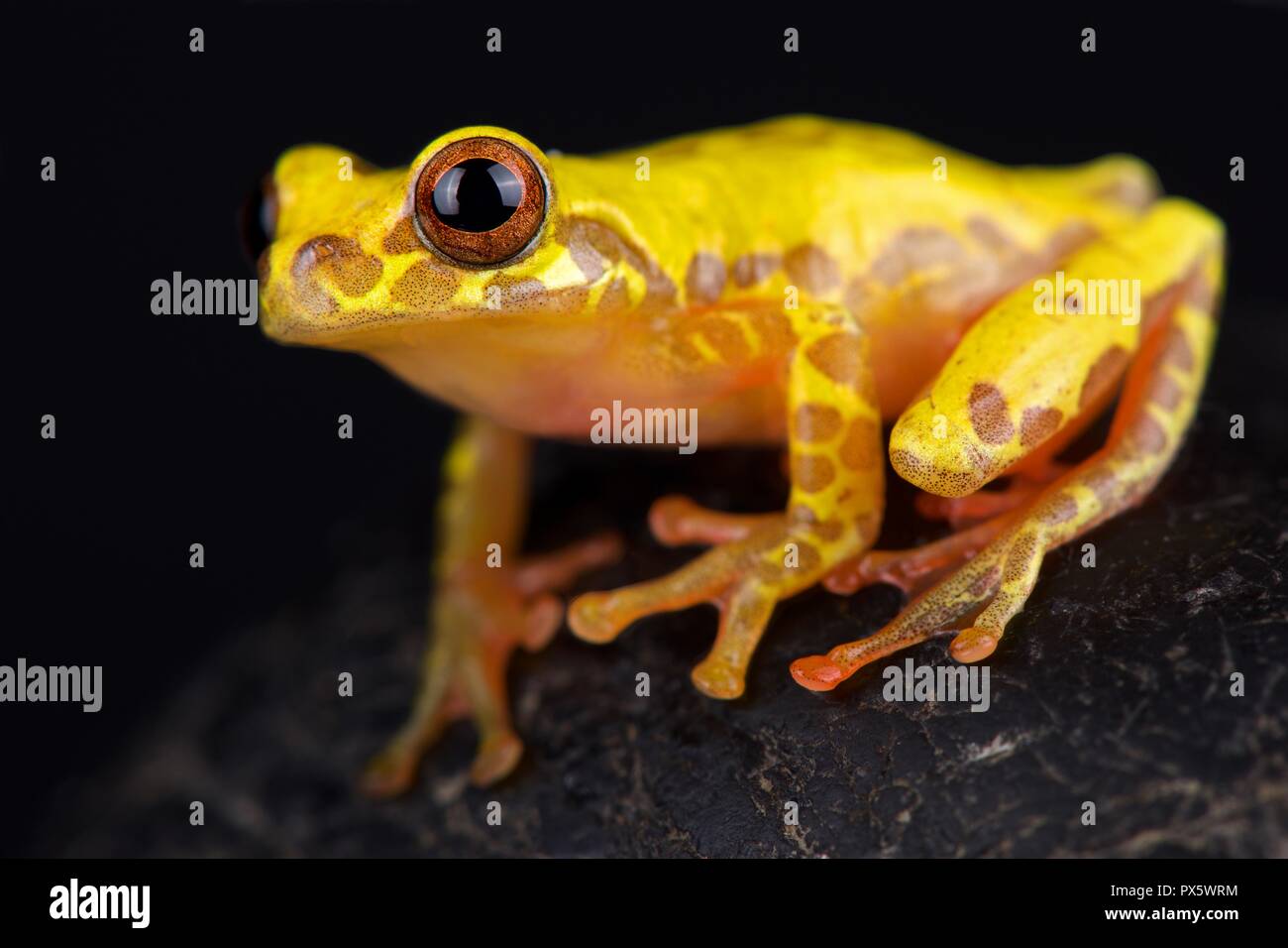 Dendropsophus hi-res stock photography and images - Alamy