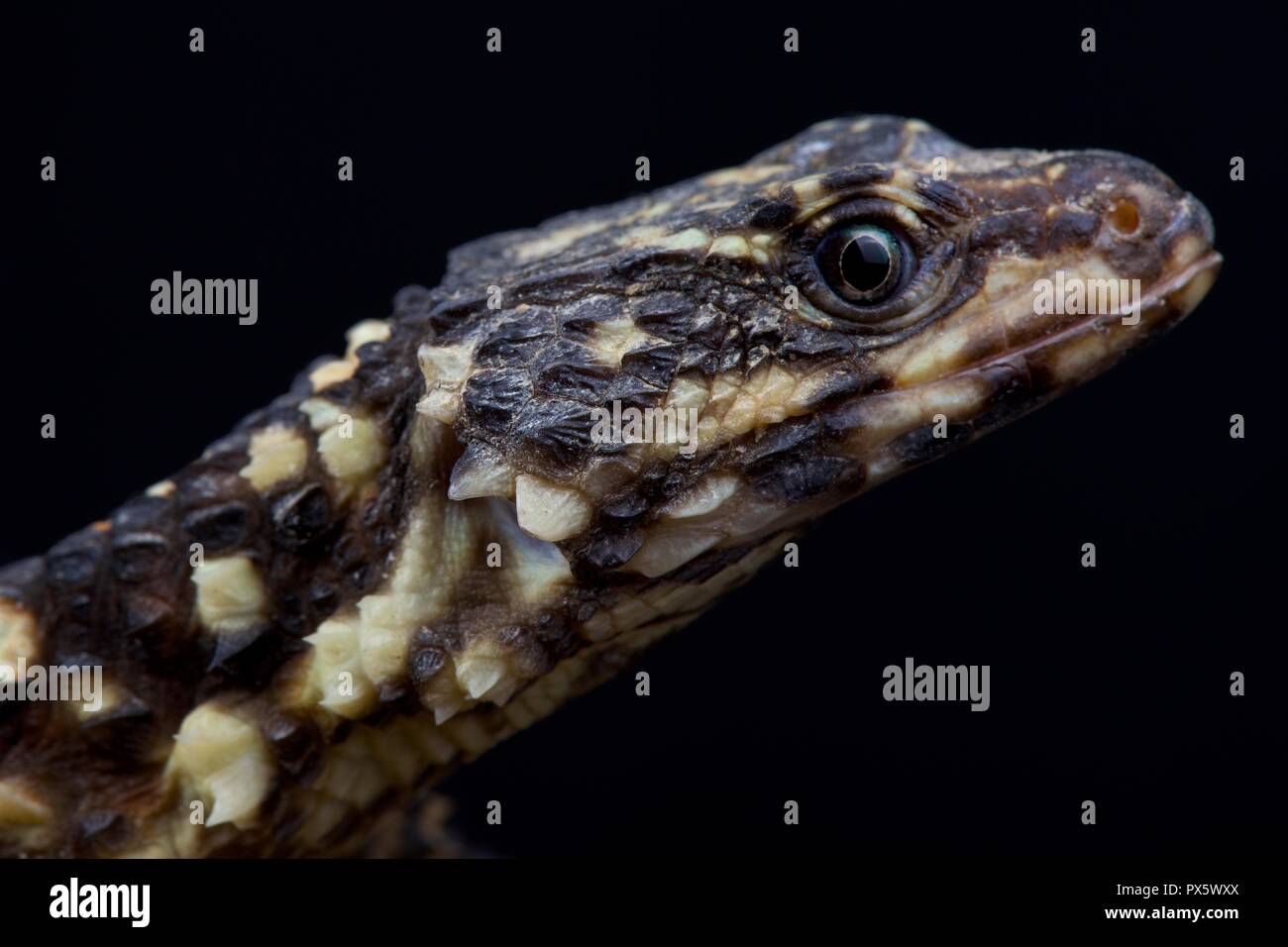 Zoutpansberg Girdled Lizard (Smaug warreni depressus Stock Photo - Alamy