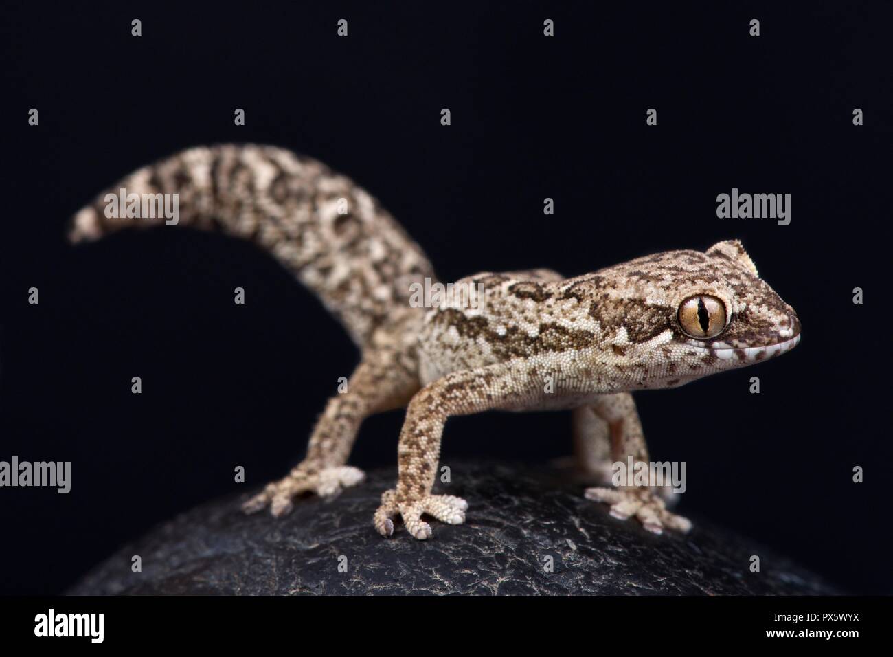 Spotted Thick-toed Gecko (Pachydactylus maculatus Stock Photo - Alamy