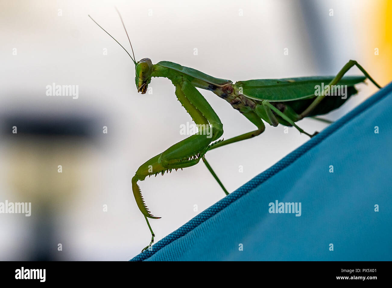 A large green Praying Mantis prowls the cockpit of a sailing yacht in ...