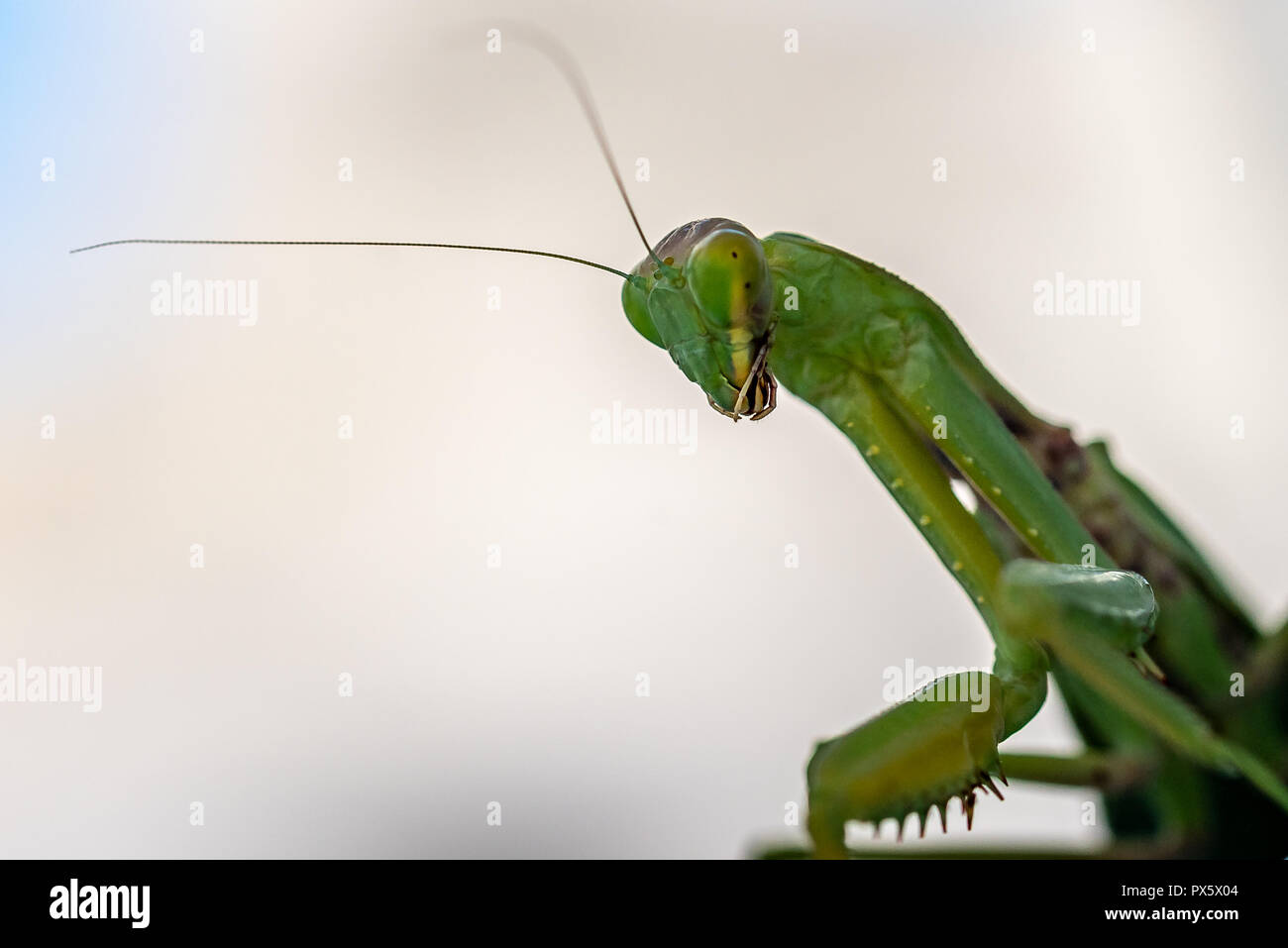 A large green Praying Mantis prowls the cockpit of a sailing yacht in ...