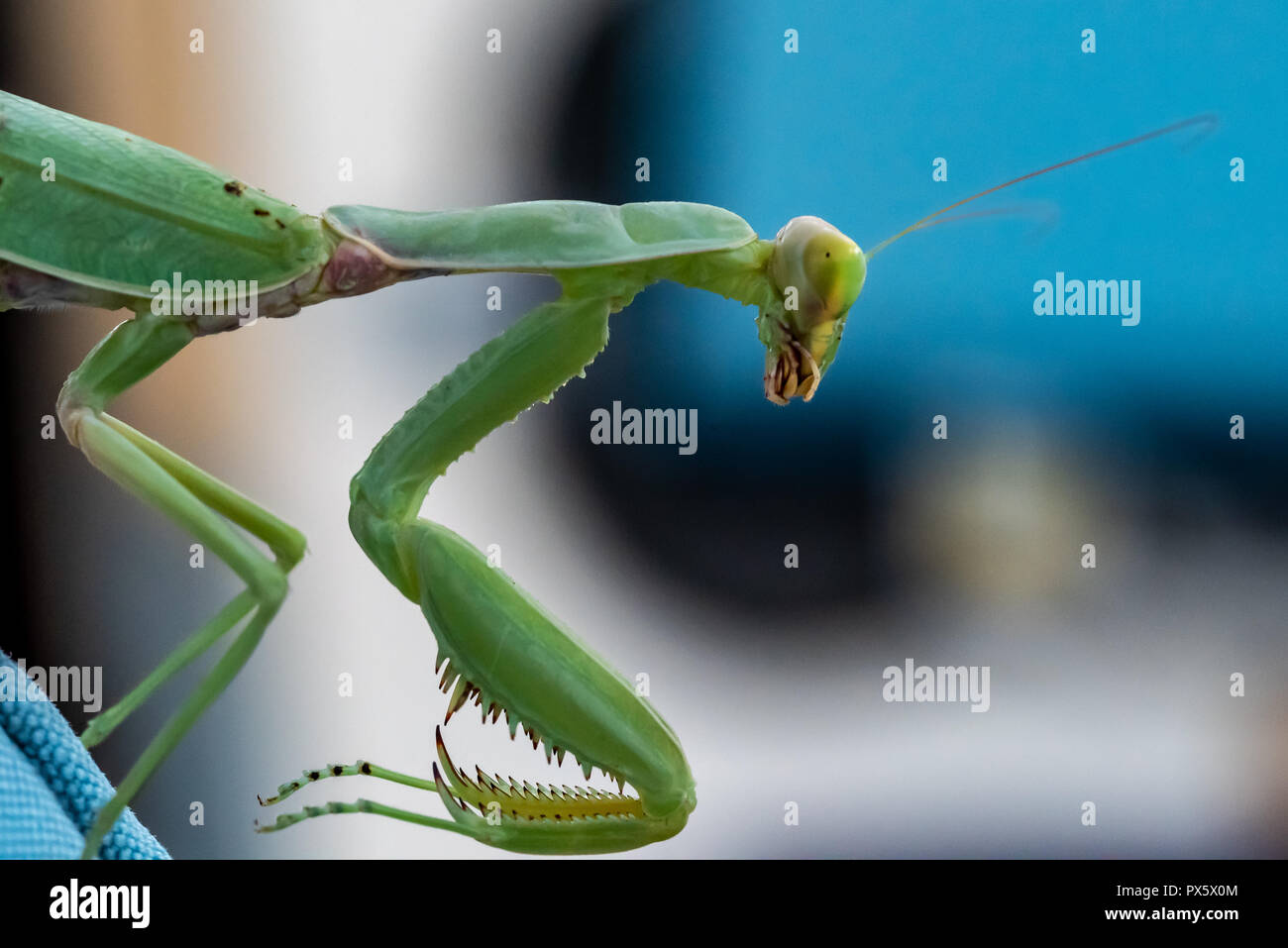 A large green Praying Mantis prowls the cockpit of a sailing yacht in ...