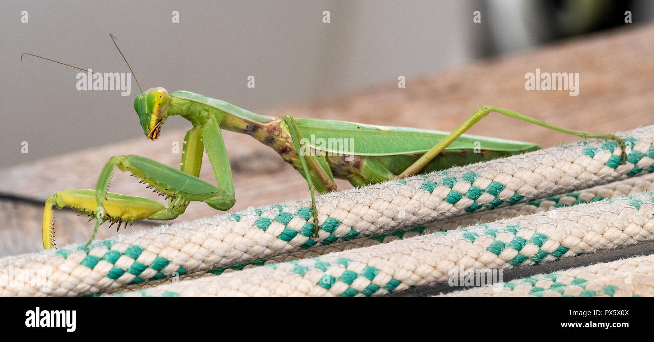 A large green Praying Mantis prowls the cockpit of a sailing yacht in ...