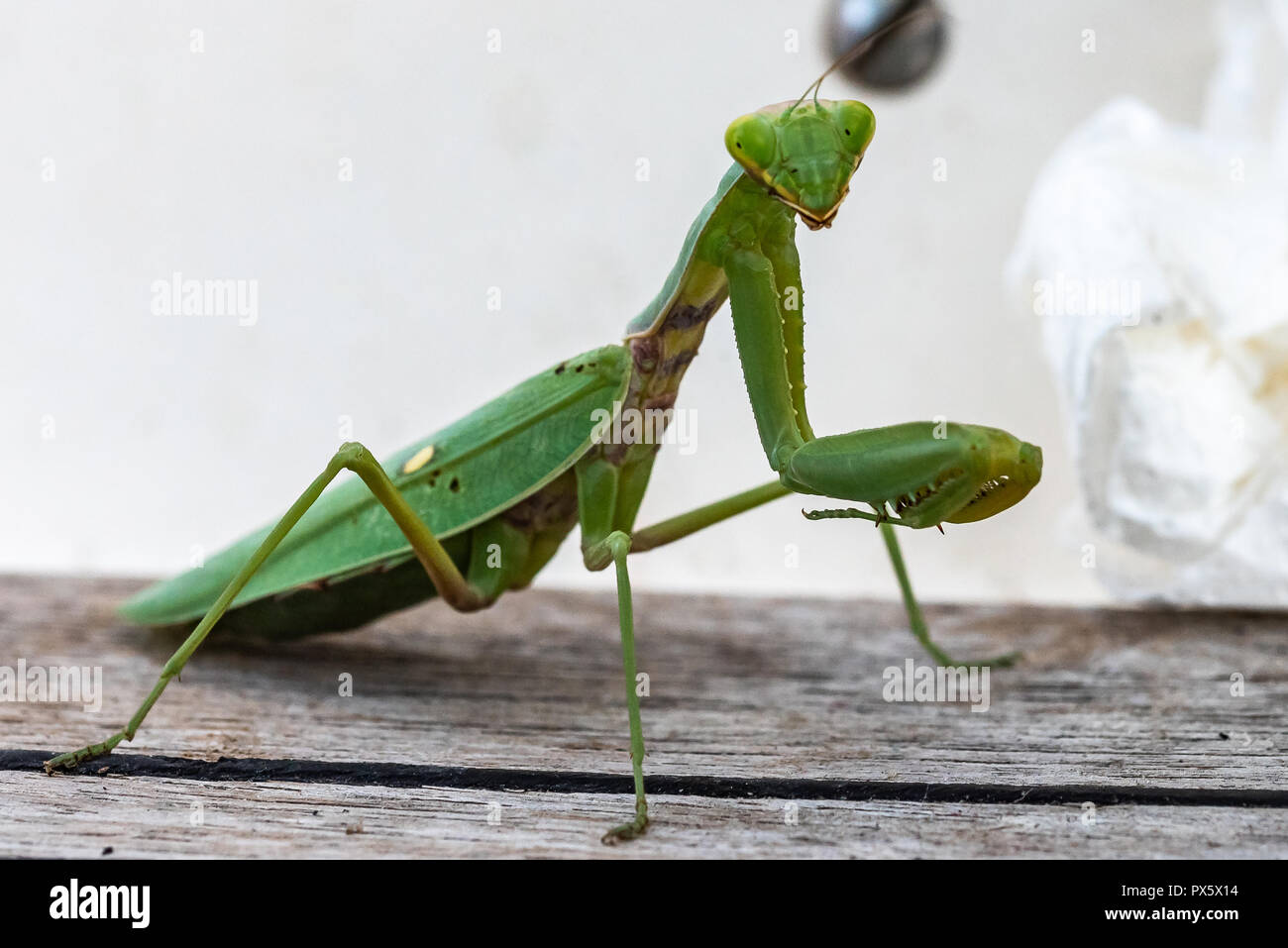 A large green Praying Mantis prowls the cockpit of a sailing yacht in ...