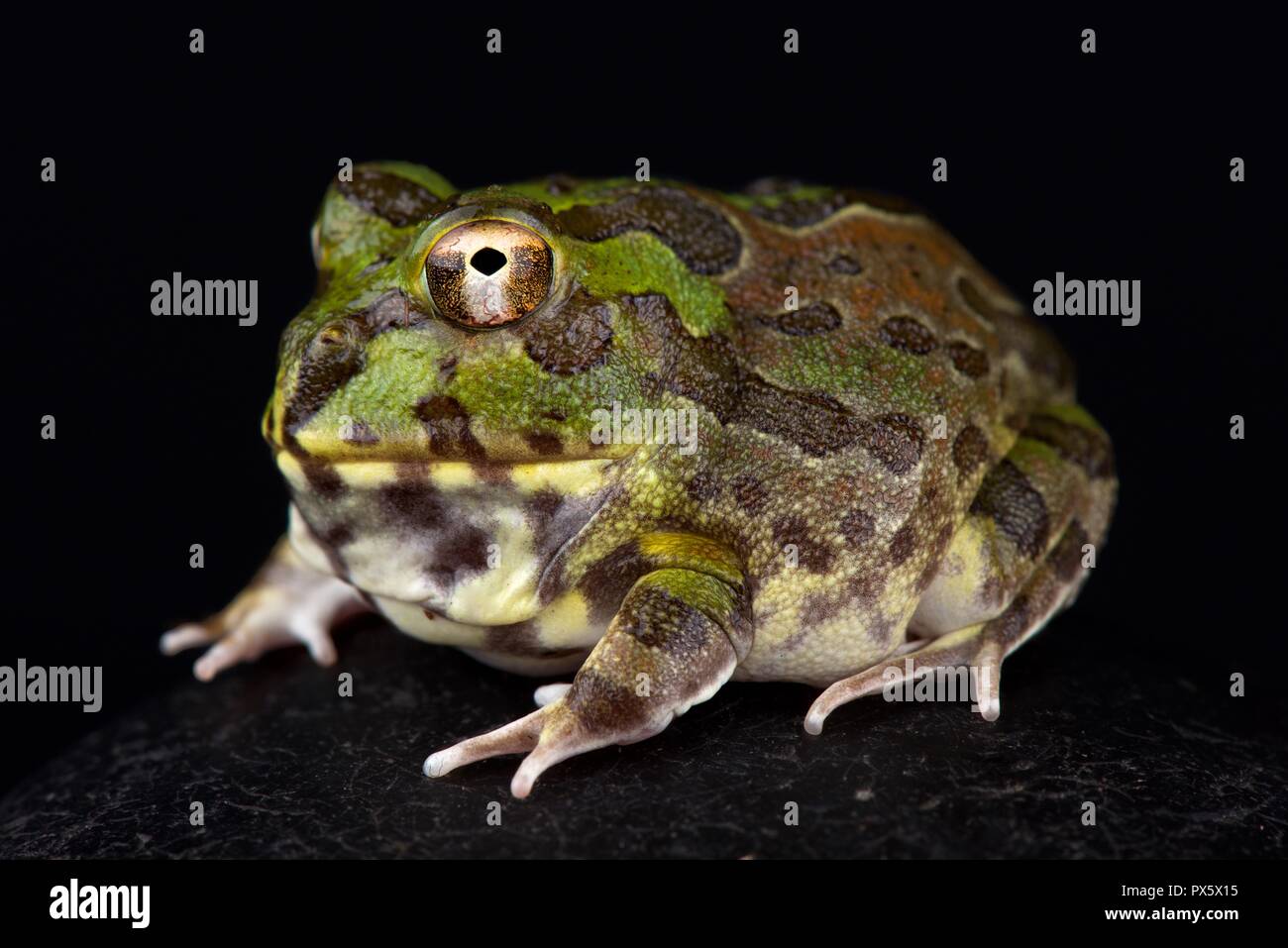 Chaco horned frog (Chacophrys pierottii Stock Photo - Alamy