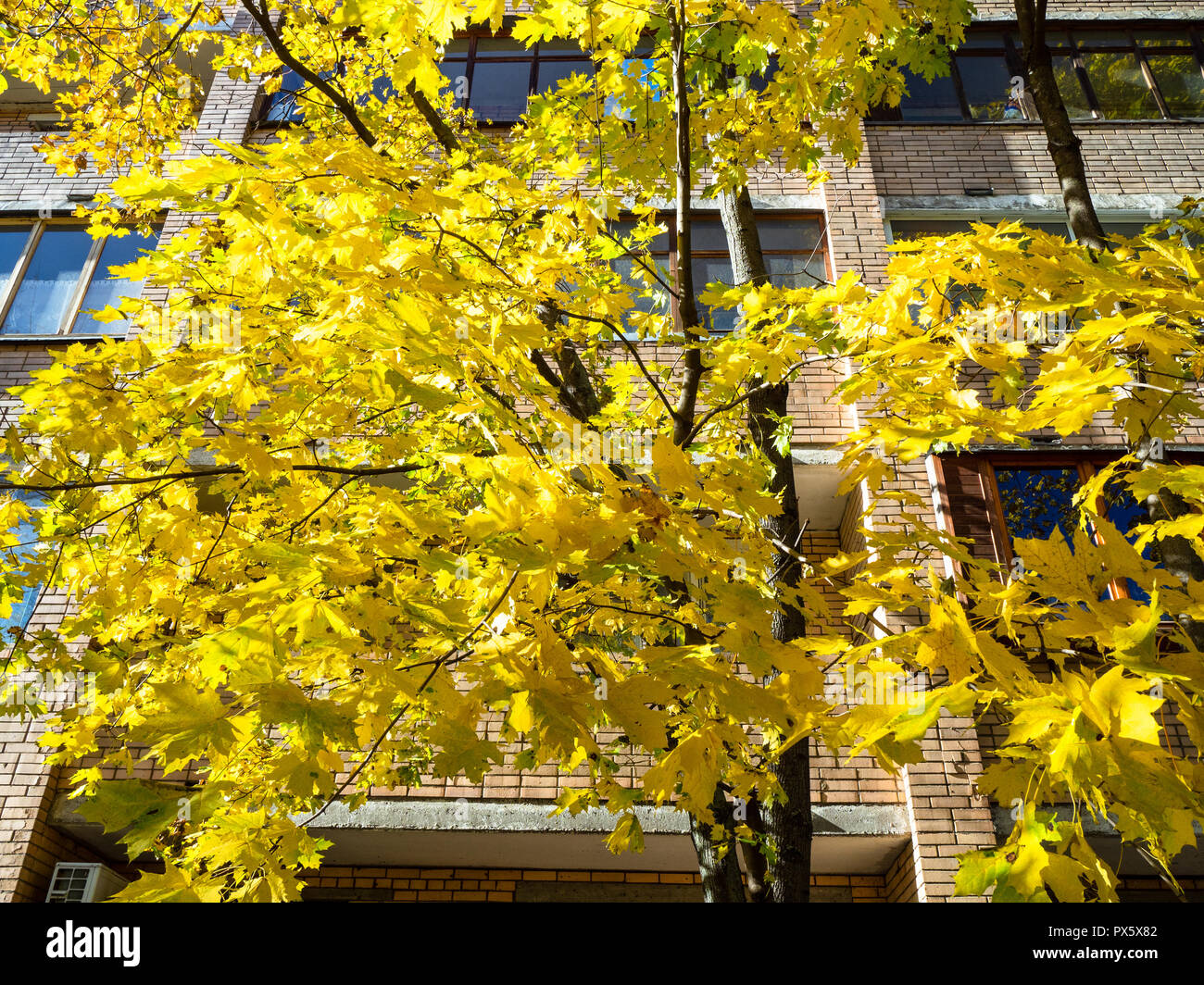 autumn cityscape - yellow maple tree in front of apartment house Stock ...