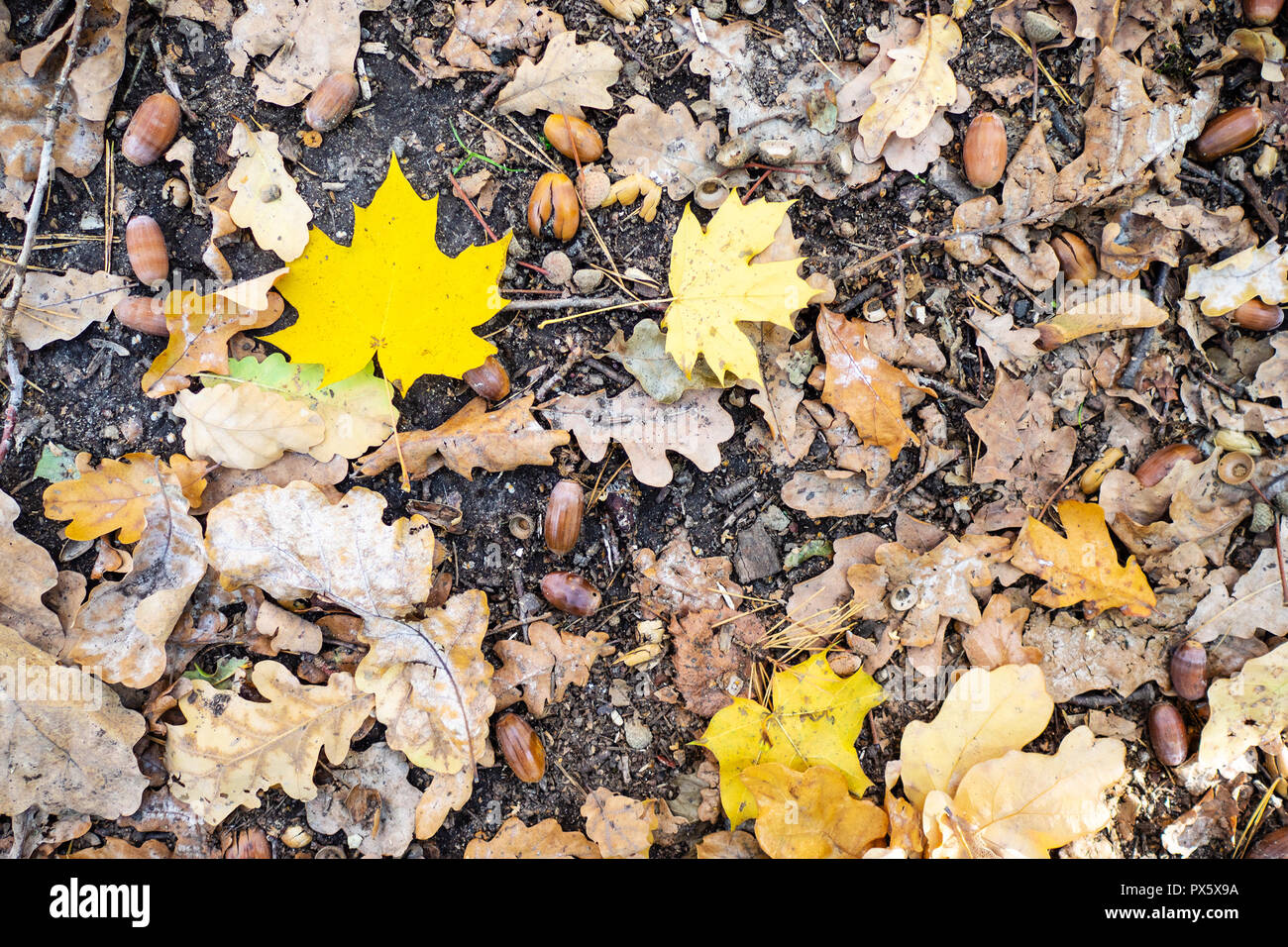 top view of fallen leaves on ground in forest of urban park in sunny ...