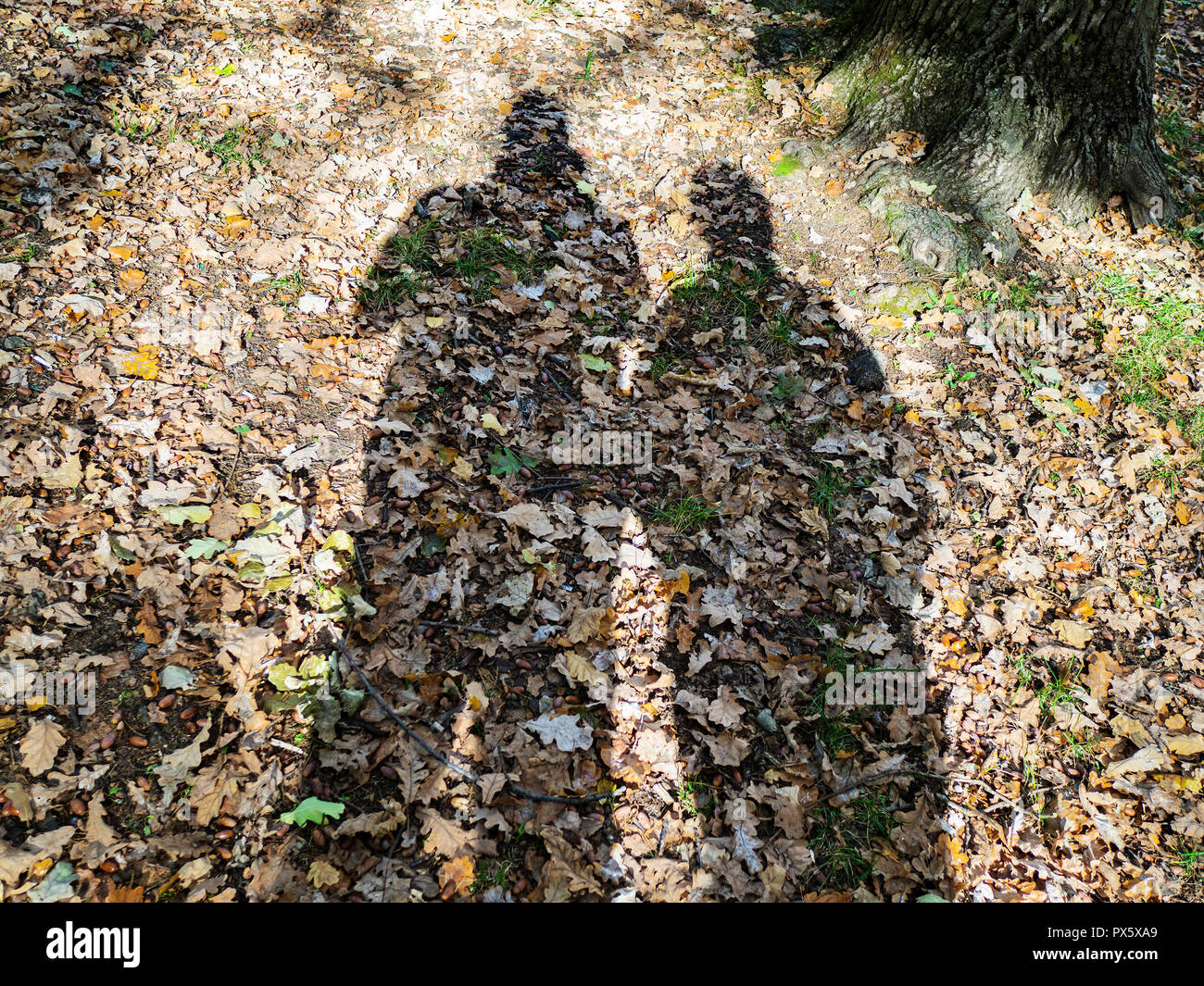 shadows of people on fallen leaves covered a meadow in forest of urban ...