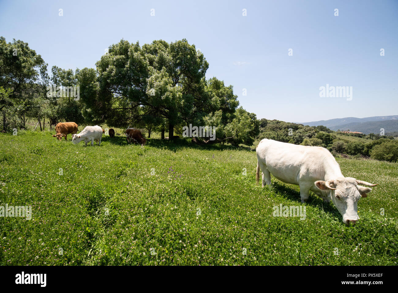 Andalusia cows hi-res stock photography and images - Alamy