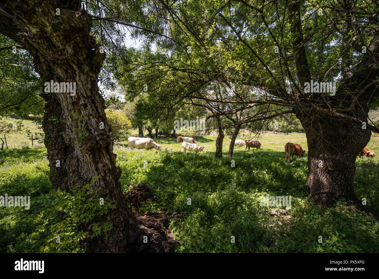cows in the wild Stock Photo - Alamy