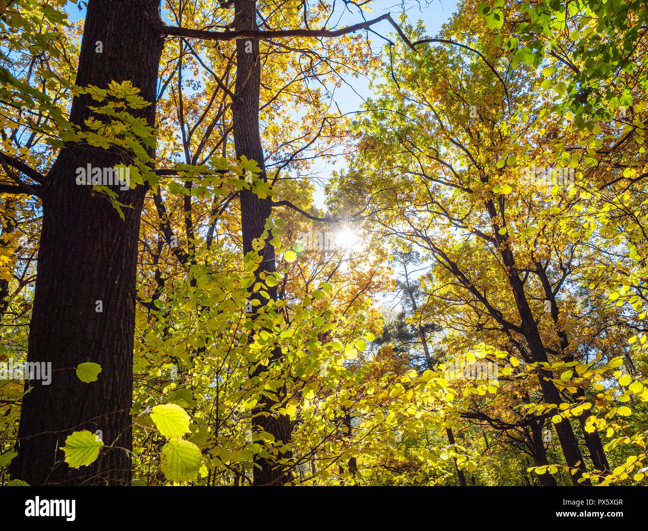 Sunbeam in the forest thicket hi-res stock photography and images - Alamy