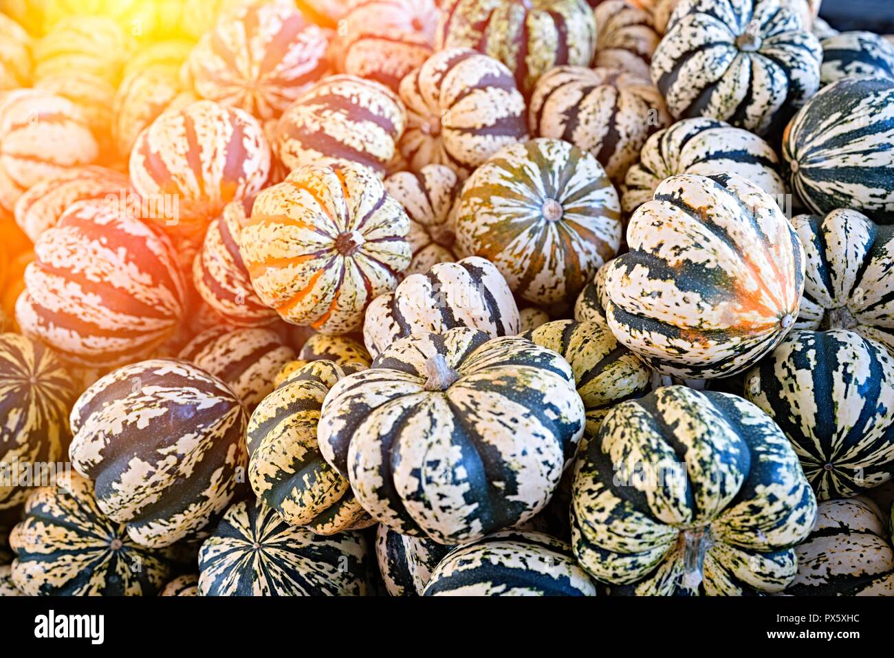 Pumpkin selection for Halloween Stock Photo - Alamy