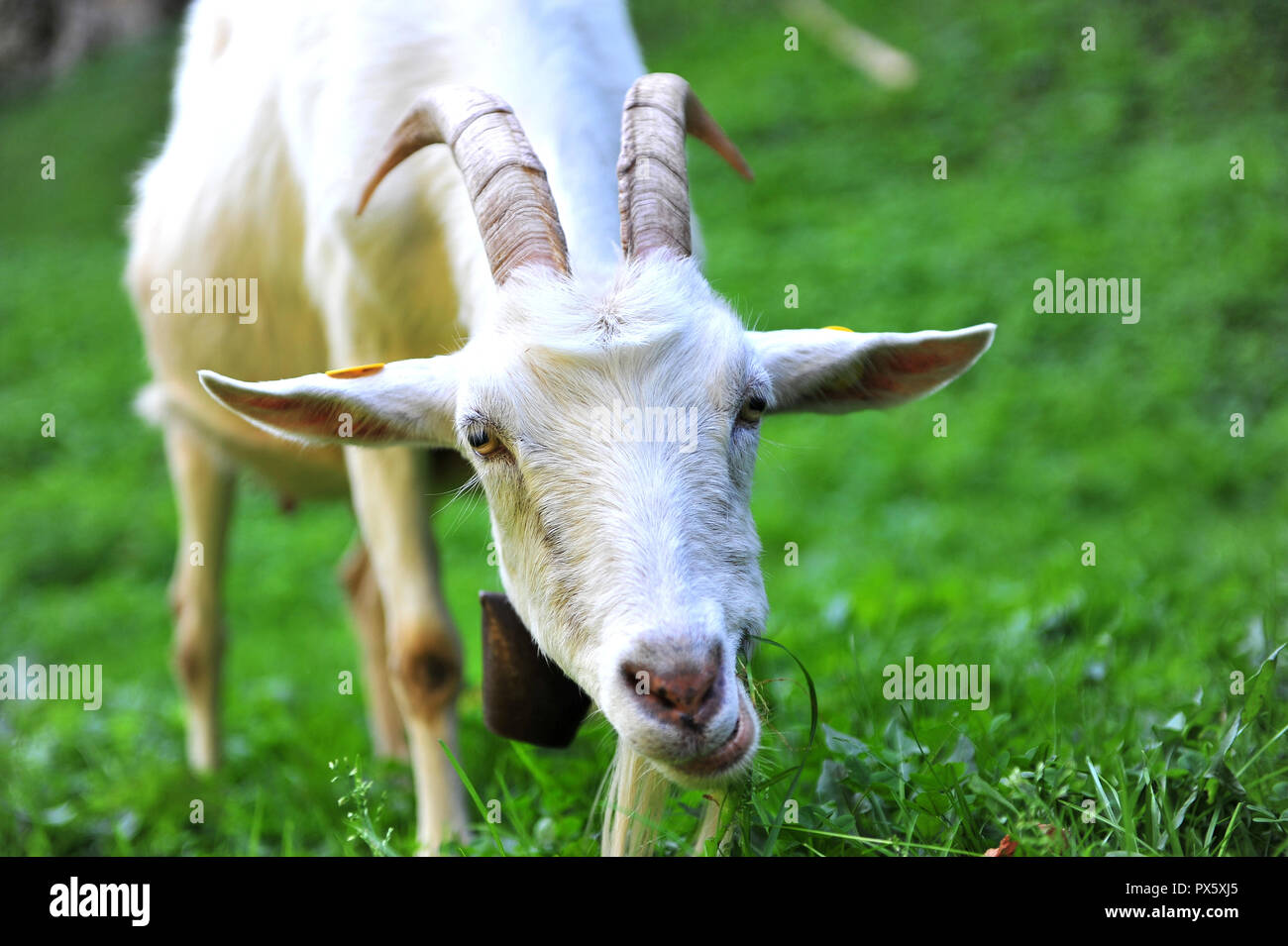 White goat eating hi-res stock photography and images - Alamy
