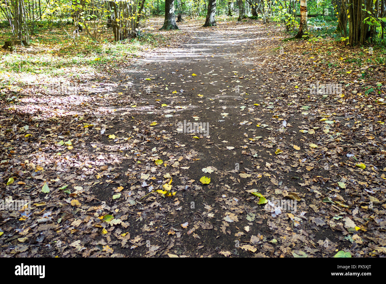 surface of pathway covered by fallen leaves in urban park in sunny ...