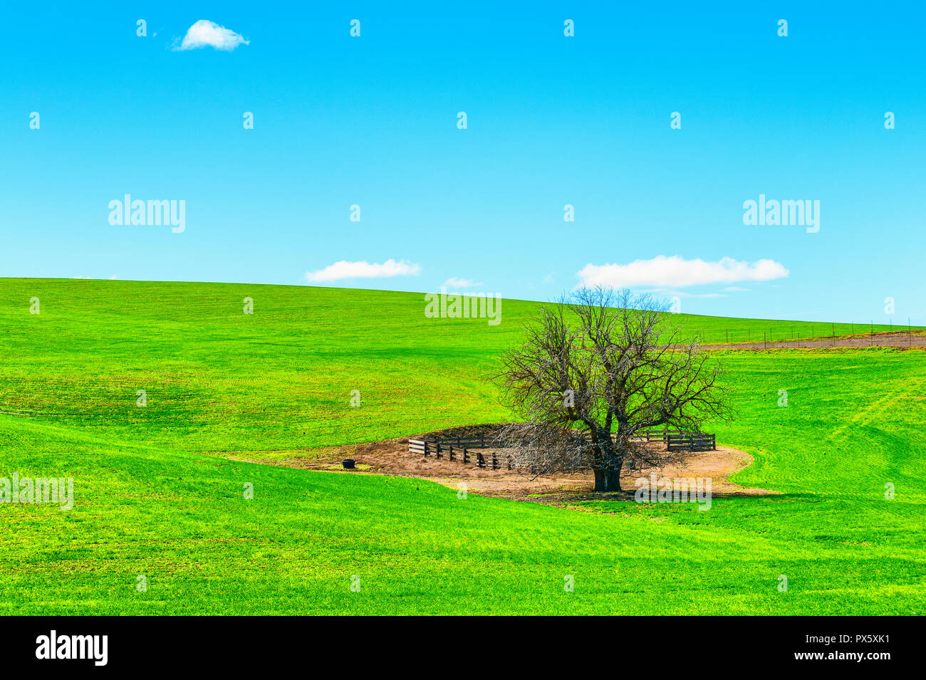 Oregon White Oak Tree High Resolution Stock Photography and Images - Alamy