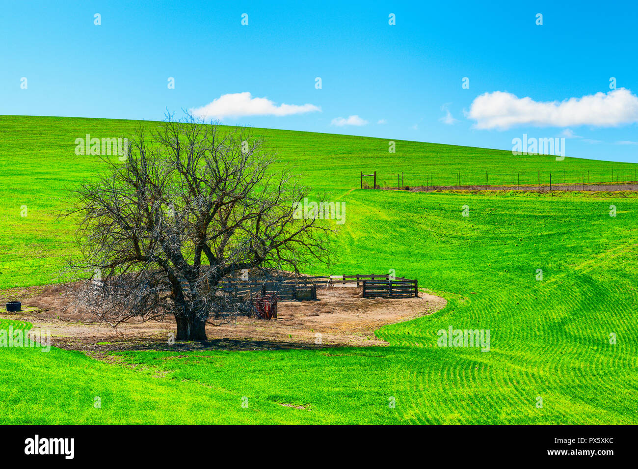 White oak tree hi-res stock photography and images - Alamy