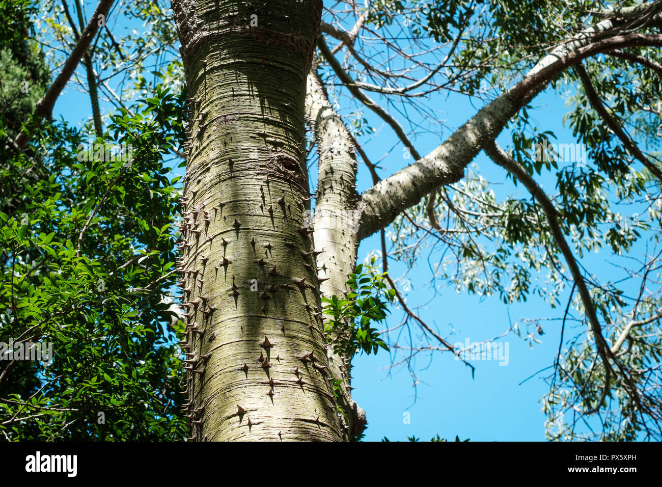 tree trunk with spikes / thorns for protection Stock Photo - Alamy